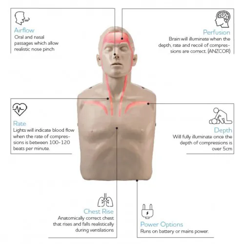 Brayden LED CPR Mannequin - Realistic Blood Flow